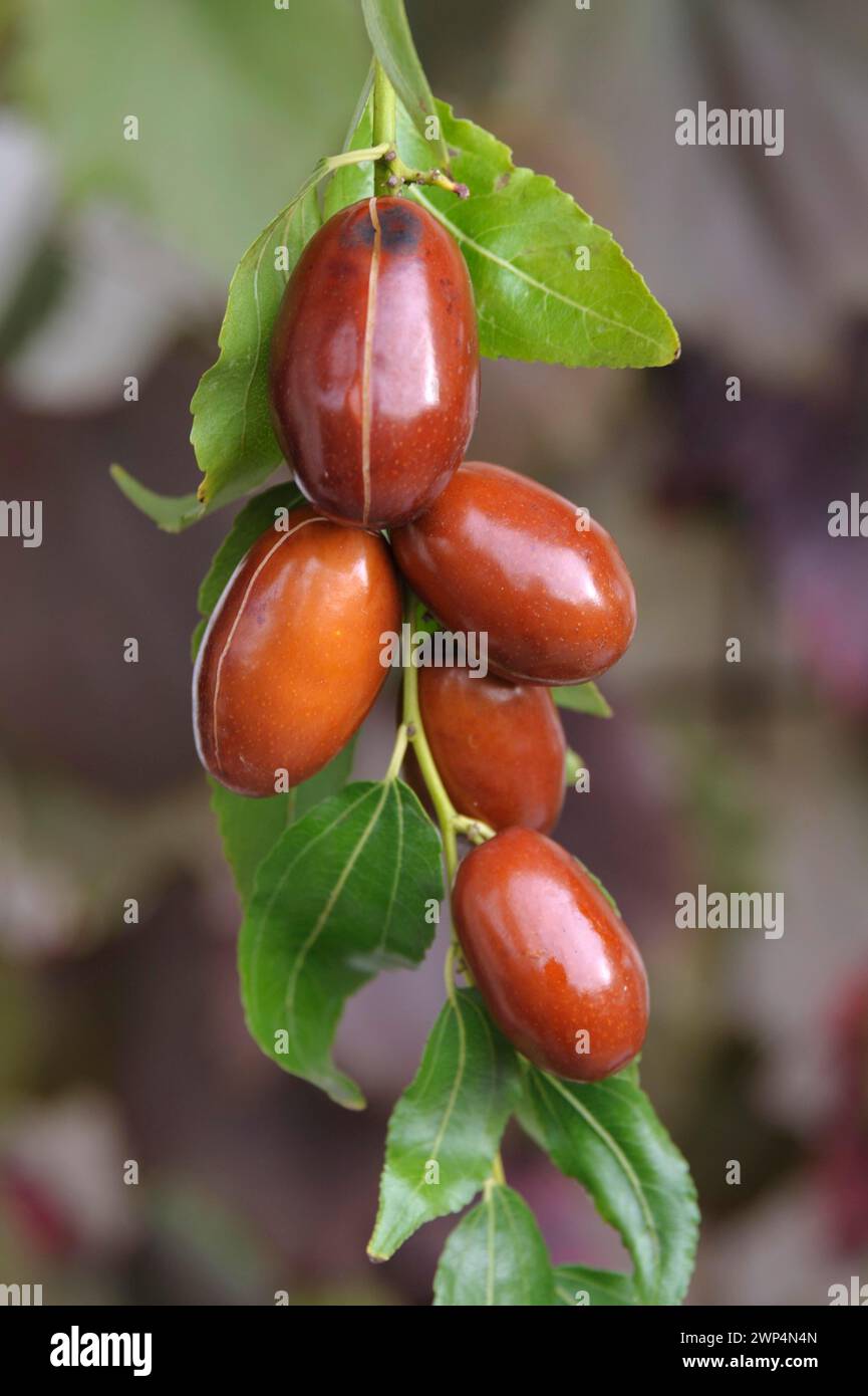 Chinese date (Ziziphus jujuba 'Meimizao' Stock Photo - Alamy