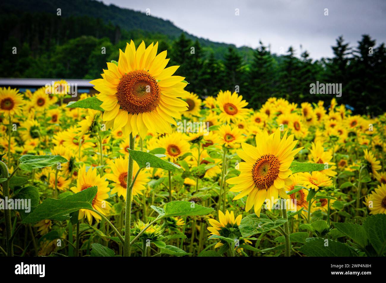 Sunflower field in Hokkaido, Japan Stock Photo - Alamy