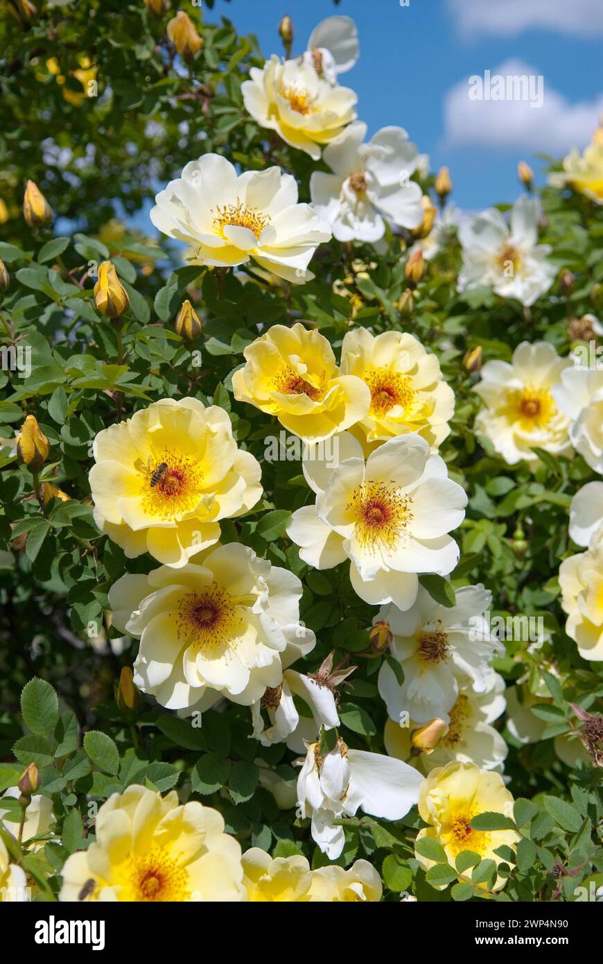 Spring rose (Rosa 'Fruehlingsgold'), OBI Lugau, Lugau, 81 Stock Photo ...