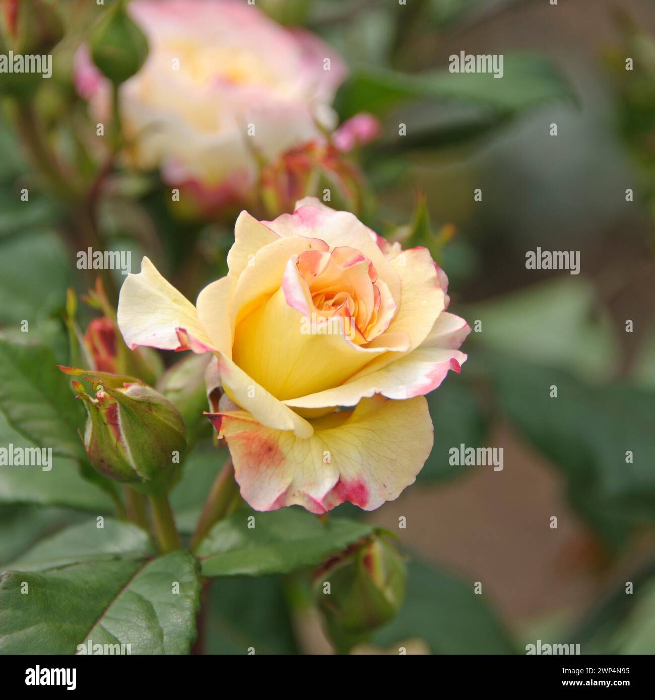 Noble rose (Rosa 'Aquarell' Stock Photo - Alamy