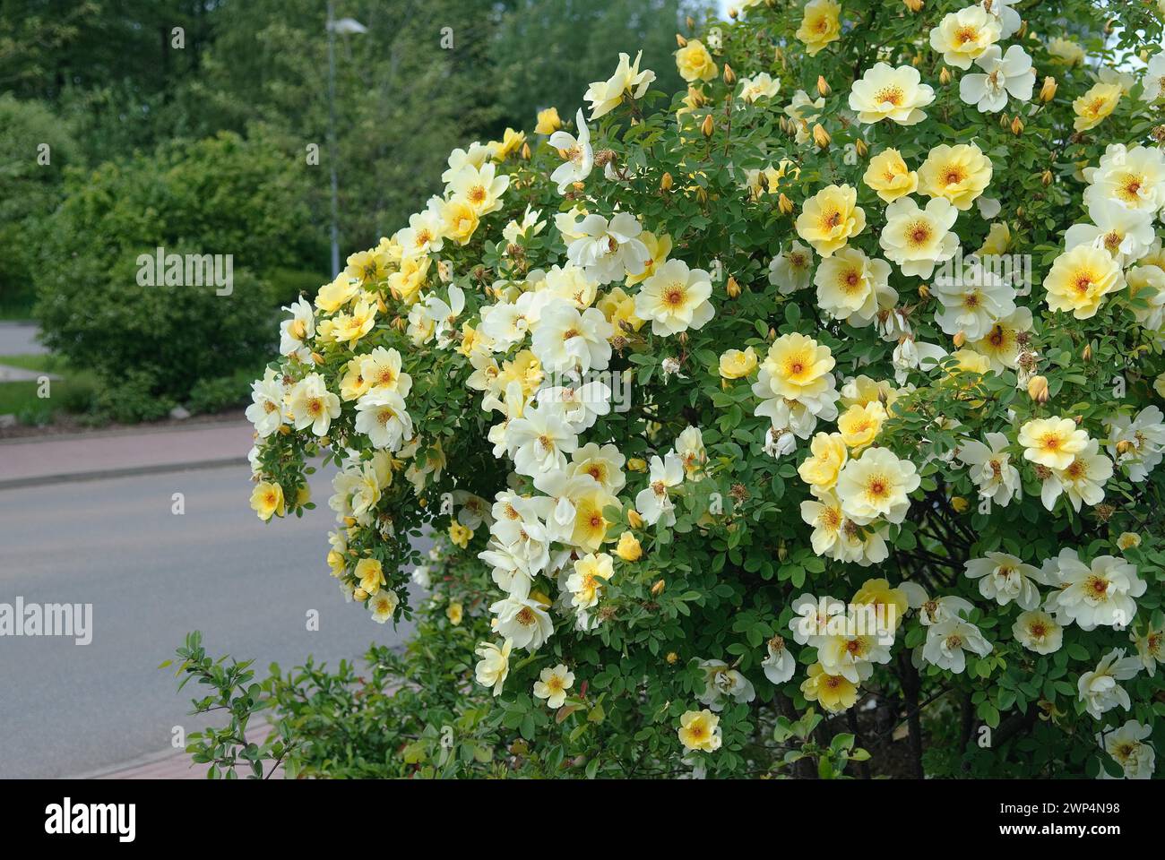 Spring rose (Rosa 'Fruehlingsgold'), OBI Lugau, Lugau, 81 Stock Photo ...