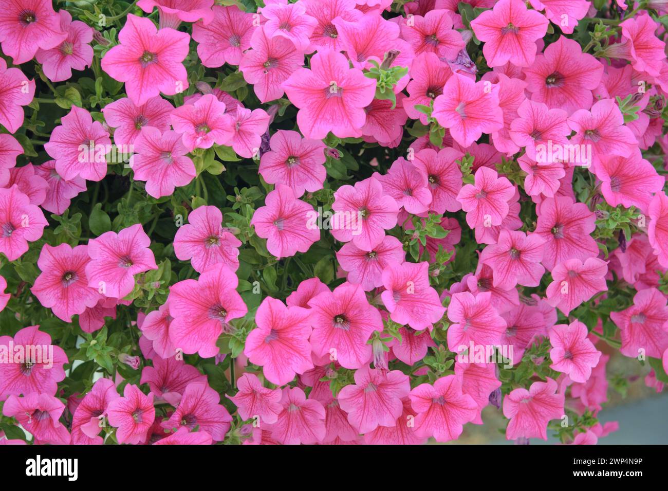 Pink surfinia petunia hi-res stock photography and images - Alamy