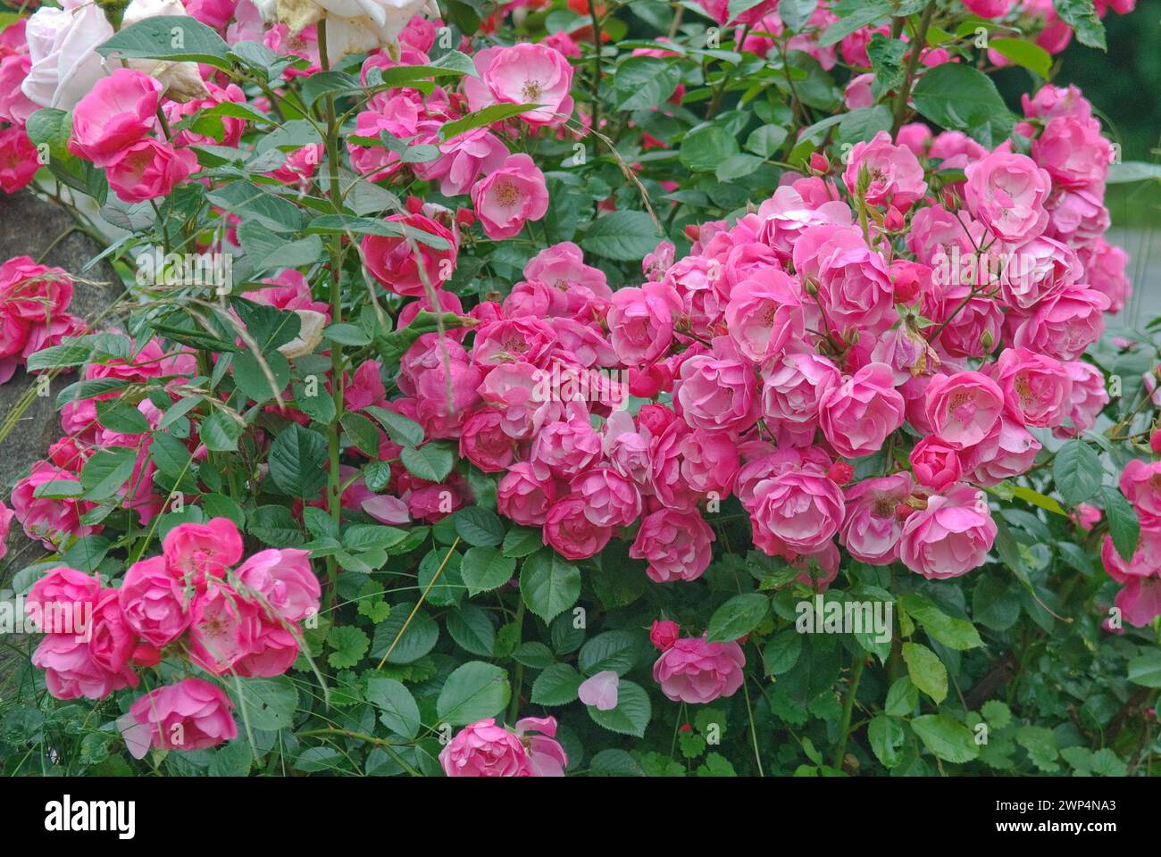 Rose angela hi-res stock photography and images - Alamy