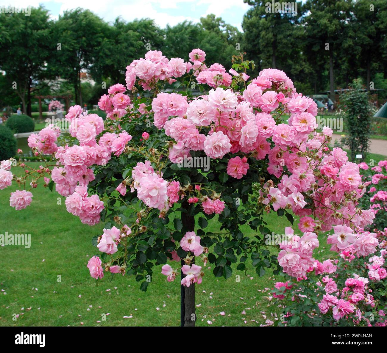 Heidekoenigin hi-res stock photography and images - Alamy