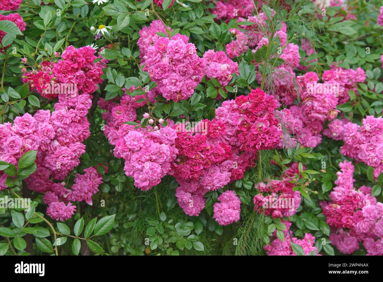 Rambler rose (Rosa 'Super Excelsa'), Groebern, 81 Stock Photo - Alamy