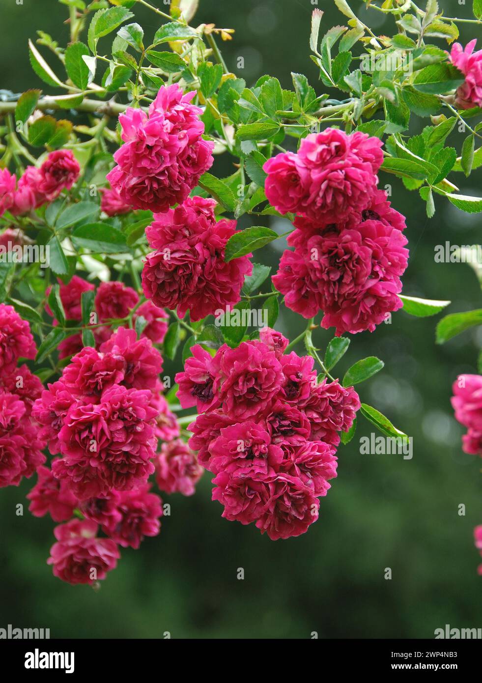 Excelsa rose hi-res stock photography and images - Alamy