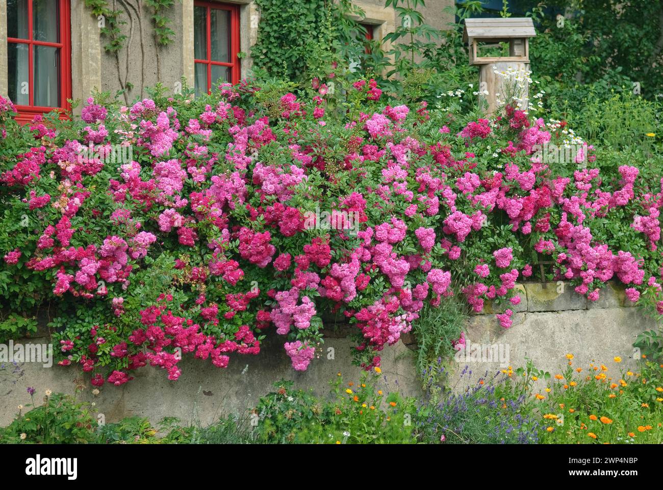 Rambler rose (Rosa 'Super Excelsa'), Groebern, 81 Stock Photo - Alamy