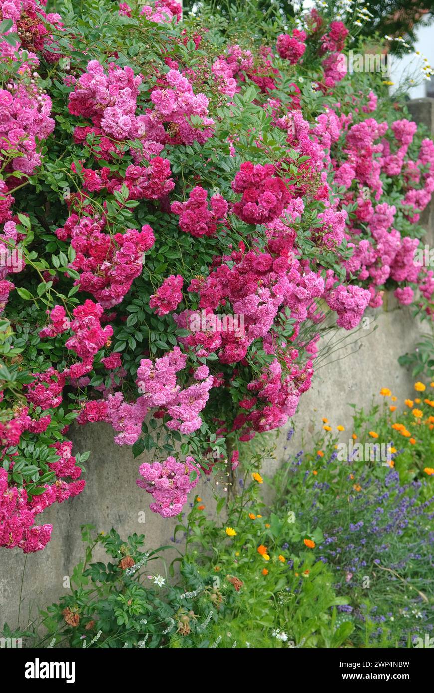 Excelsa rose hi-res stock photography and images - Alamy