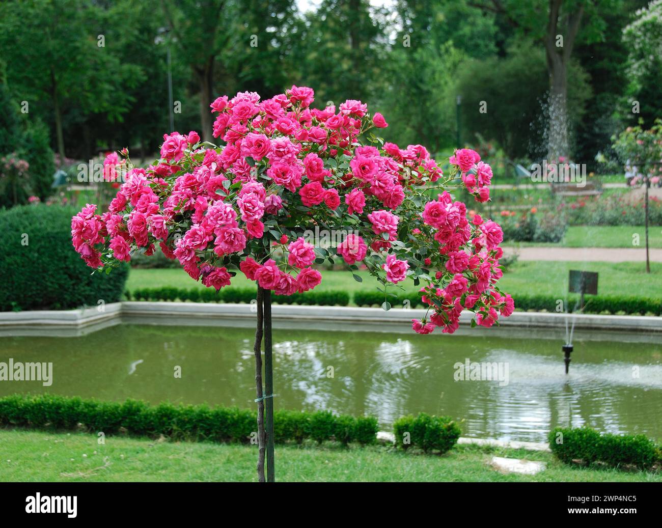 Rody hi-res stock photography and images - Alamy