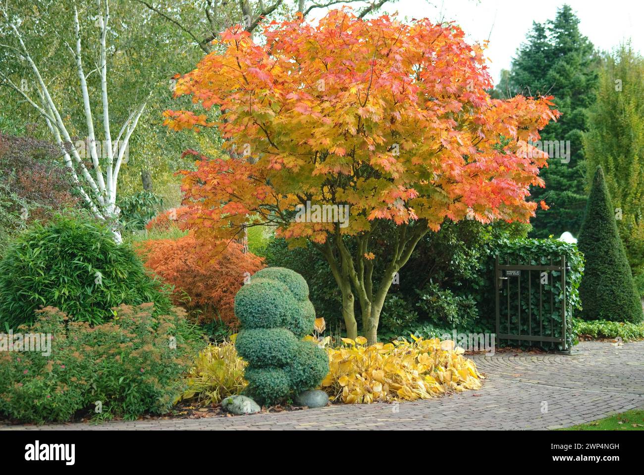 Downy japanese maple (Acer japonicum Stock Photo - Alamy
