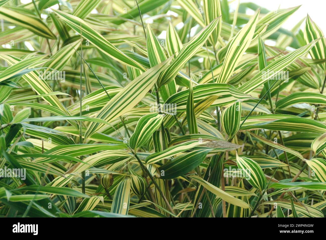 Japanese false dwarf bamboo hi-res stock photography and images - Alamy