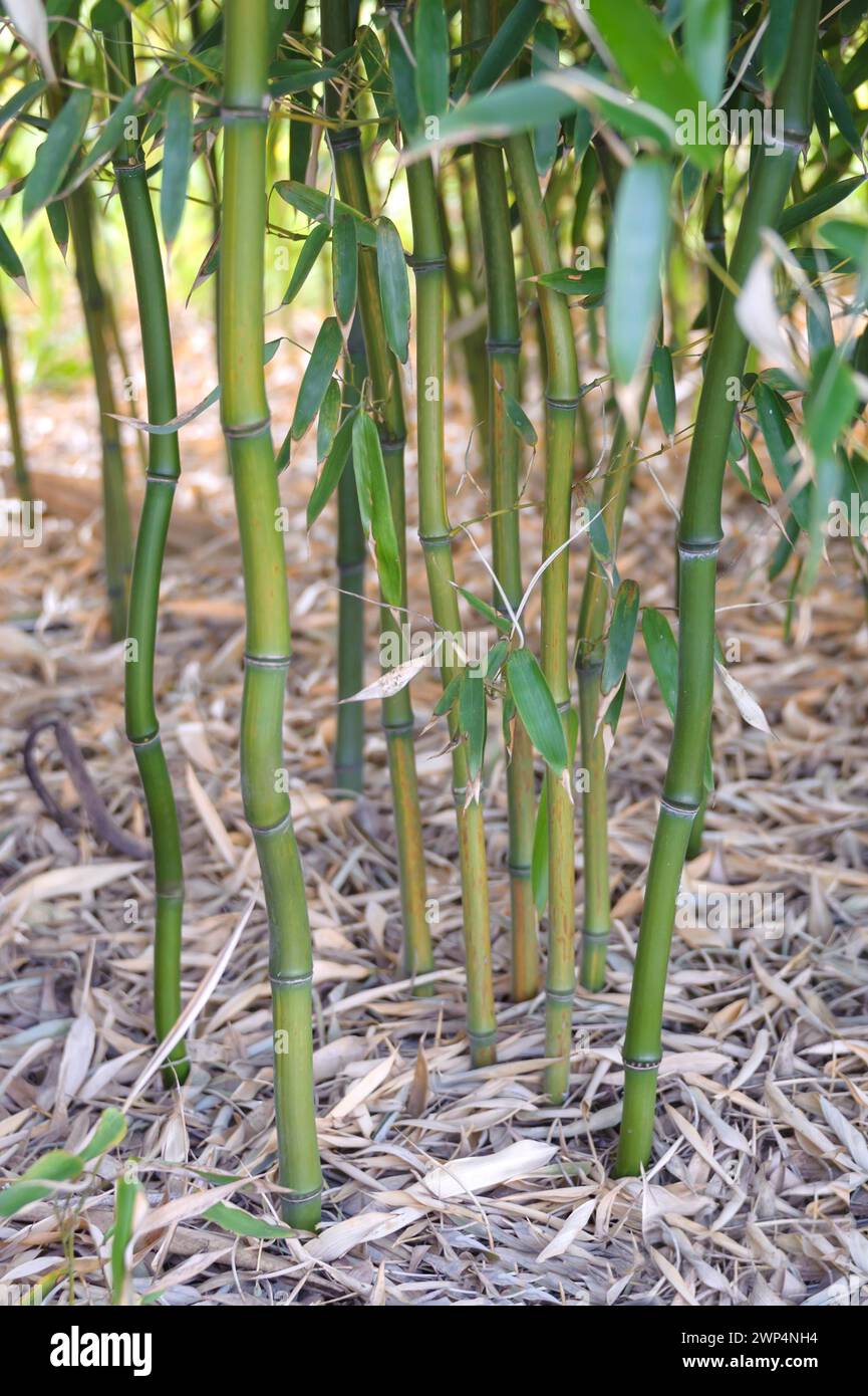 Bamboo damage frost hi-res stock photography and images - Alamy
