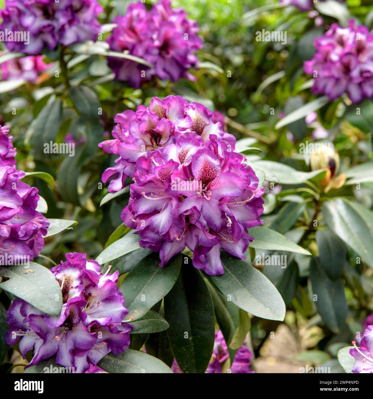 Rhododendron (Rhododendron 'Hans Hachmann'), Rhododendron Park Bremen ...