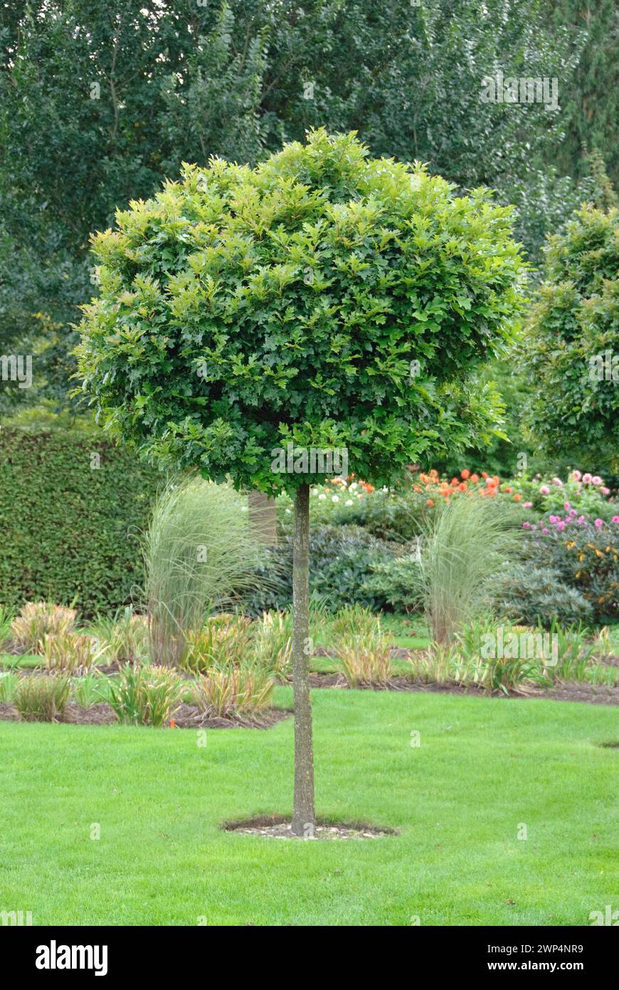 Ball swamp oak (Quercus palustris 'Green Dwarf'), Bad Zwischenahn, 81 ...