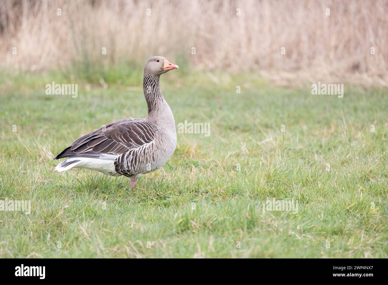 A single greylag goose (Anser anser) stands in a field surrounded by ...