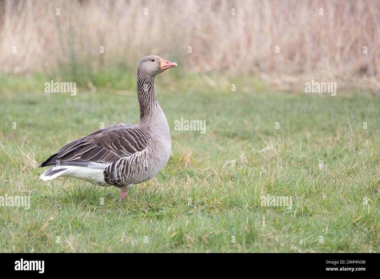 A single greylag goose (Anser anser) stands in a field surrounded by ...