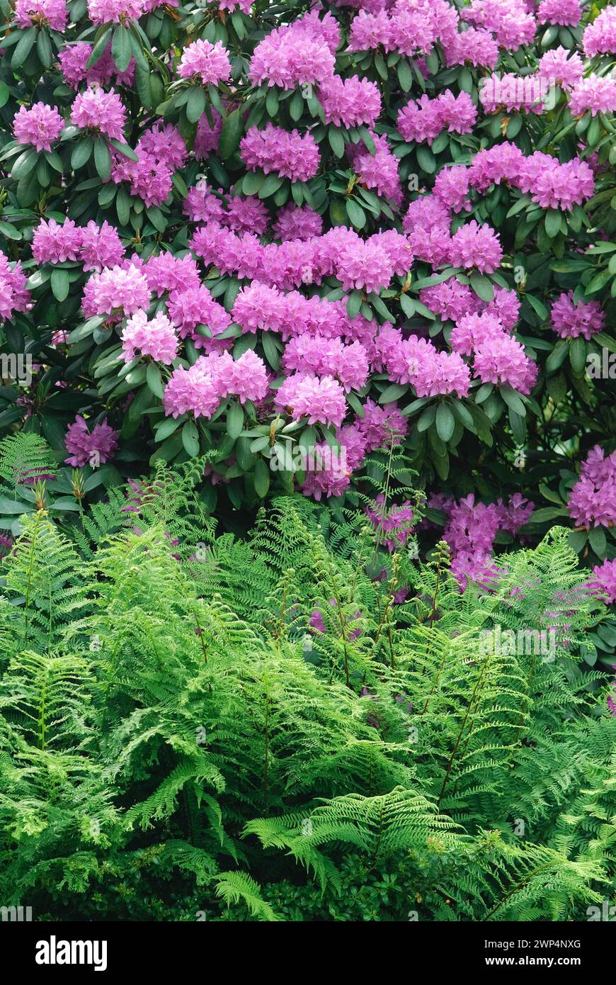 Large-flowered alpine rose (Rhododendron 'Roseum Elegans'), De Tuinen ...