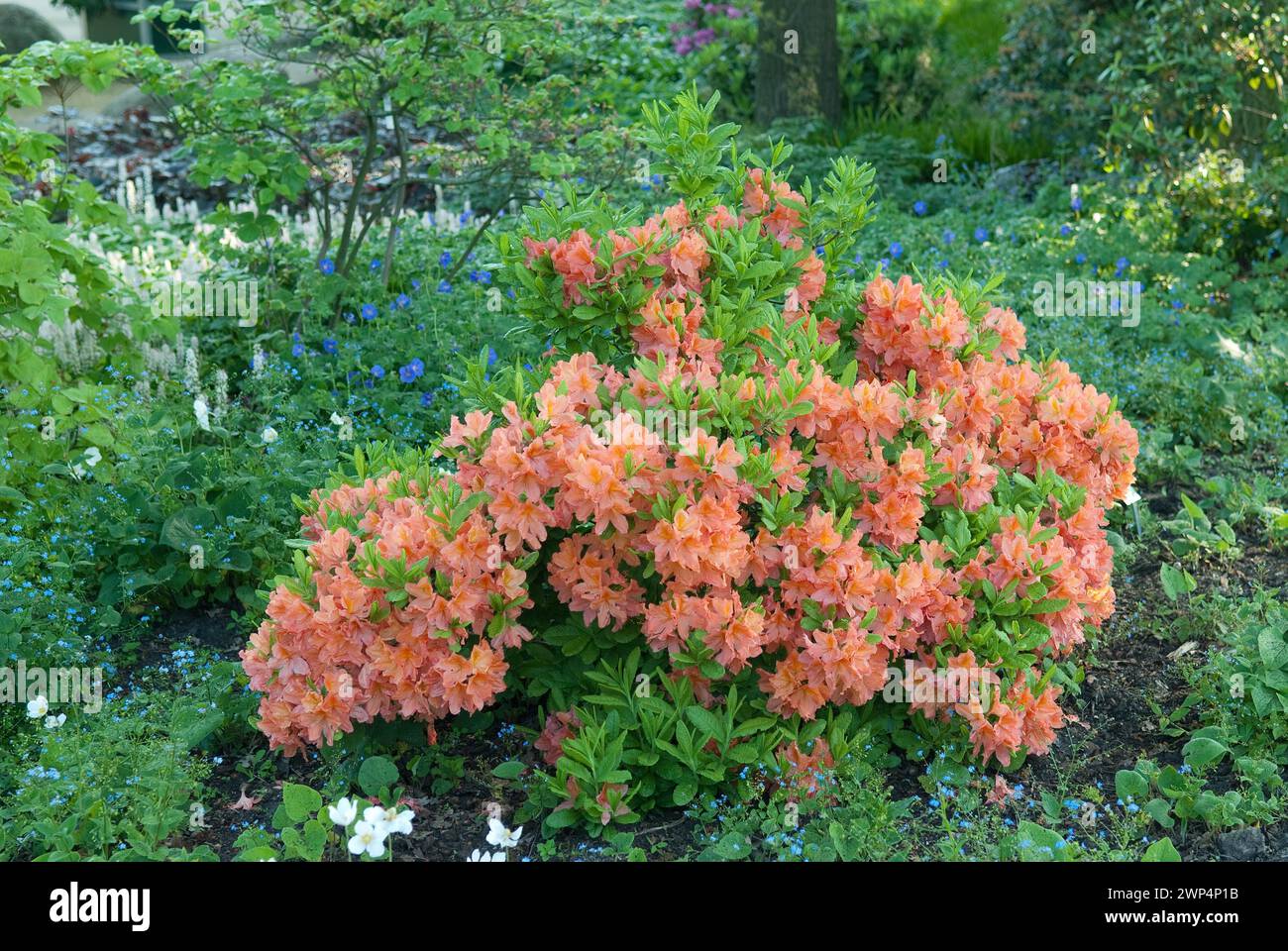 Summer azalea, summer green azalea (Rhododendron 'Polly Claessens ...