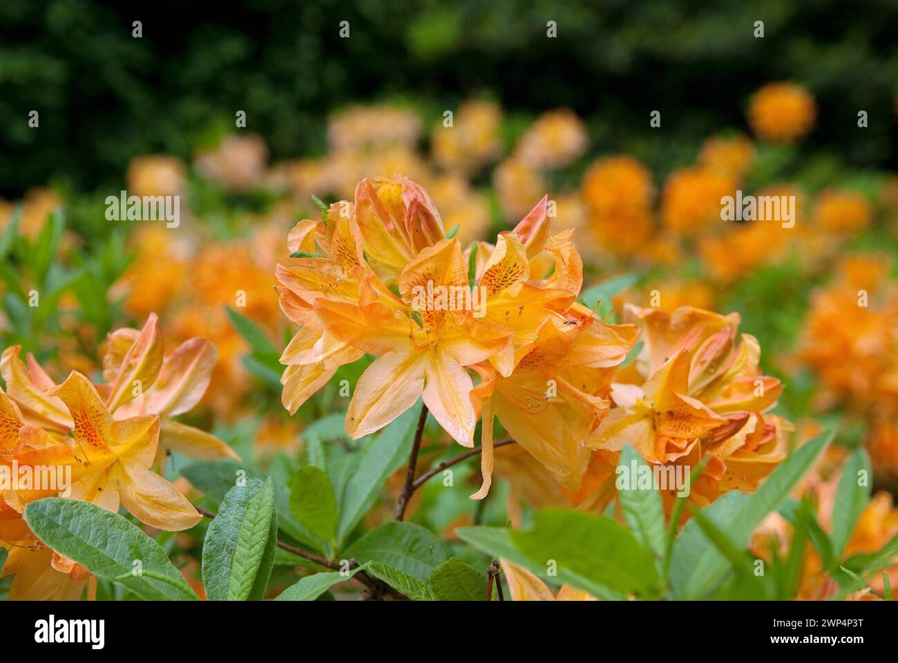 Deciduous azalea (Rhododendron luteum 'T.J. Seidel'), Rhododendron Park ...