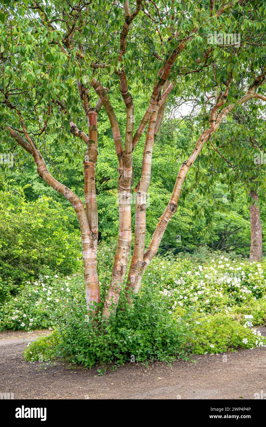 Copper birch tree hi-res stock photography and images - Alamy