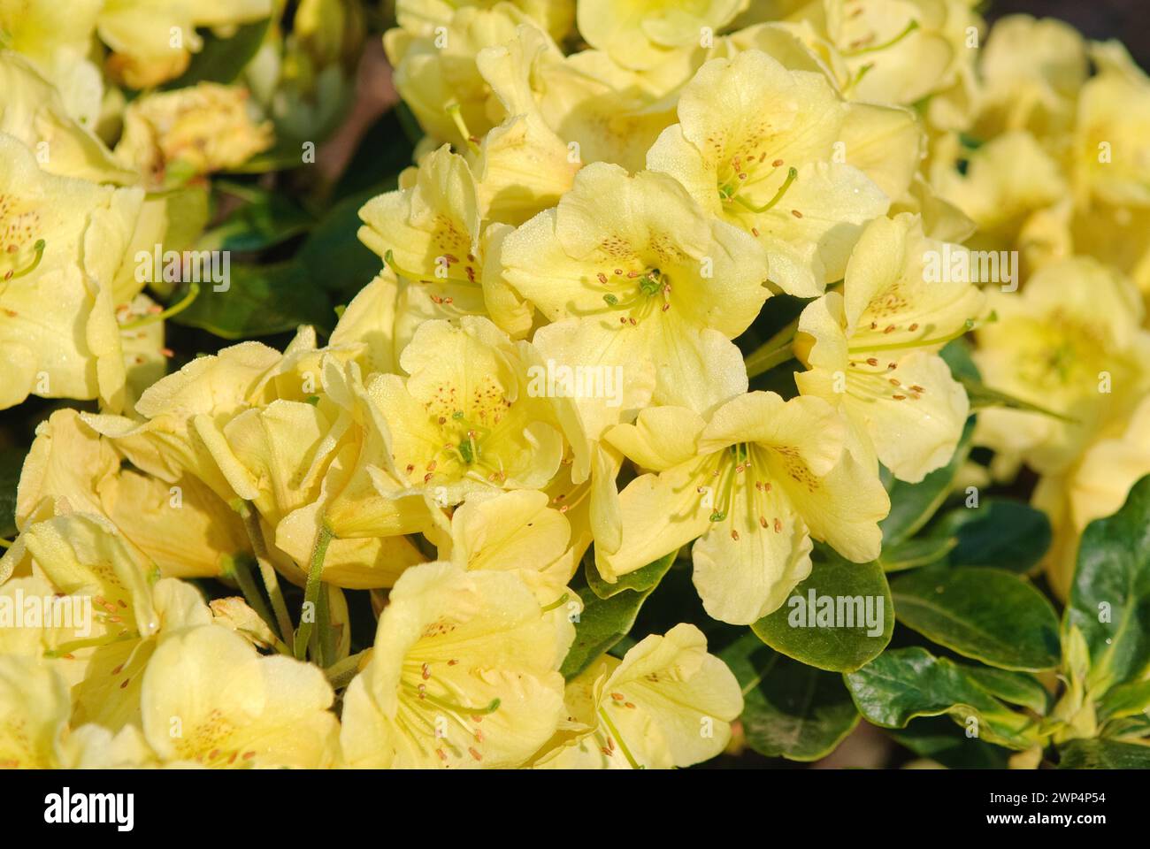 Yellow alpine rose (Rhododendron wardii 'Goldkollier'), Rhododendron ...