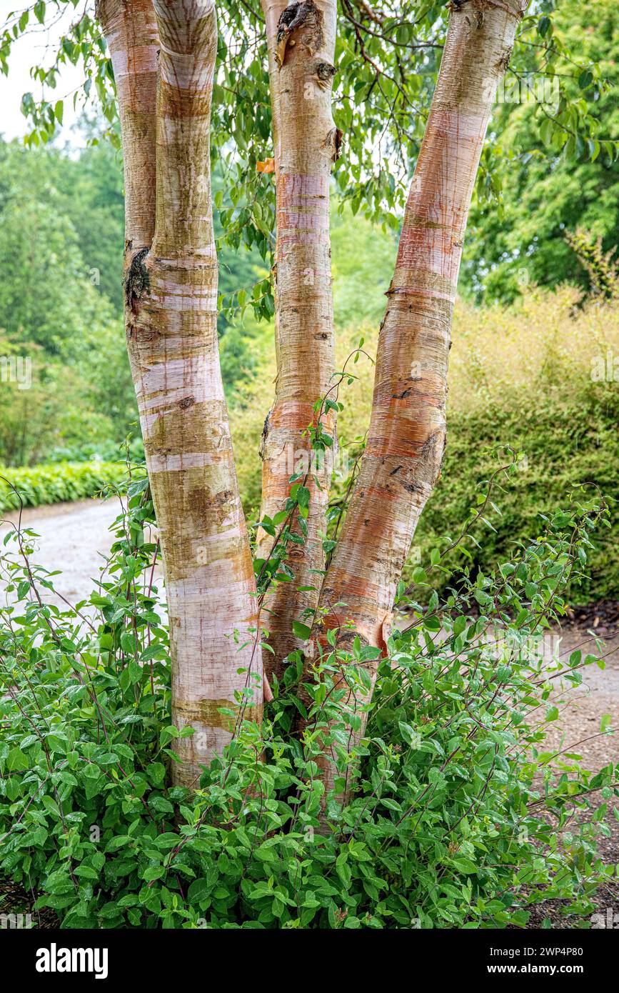 Copper birch tree hi-res stock photography and images - Alamy