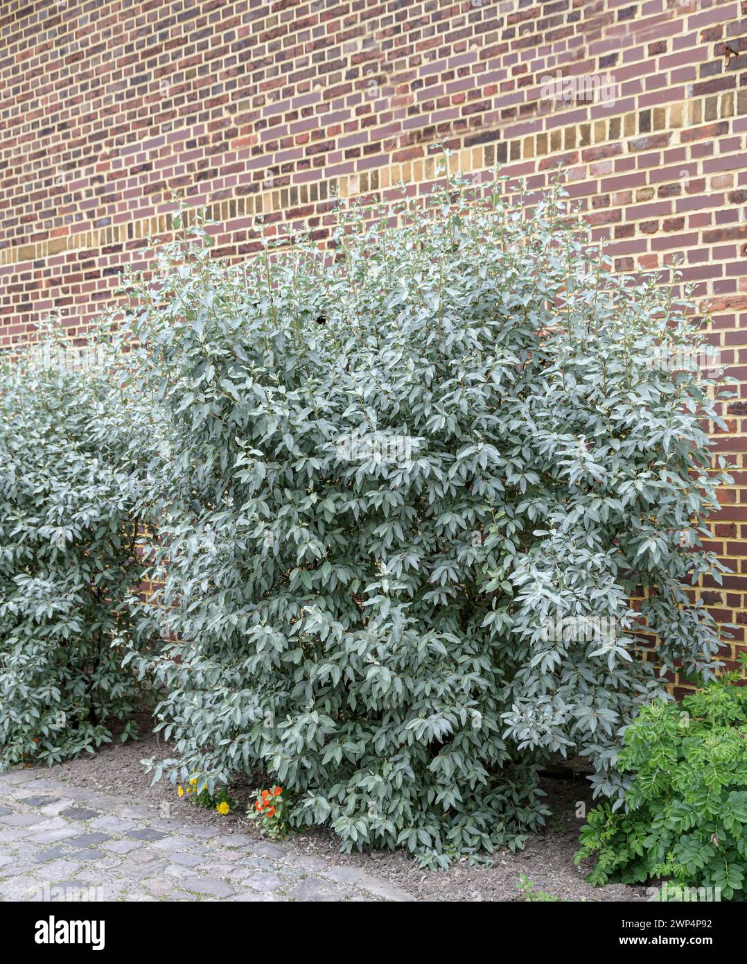 Elaeagnus commutata hi-res stock photography and images - Alamy