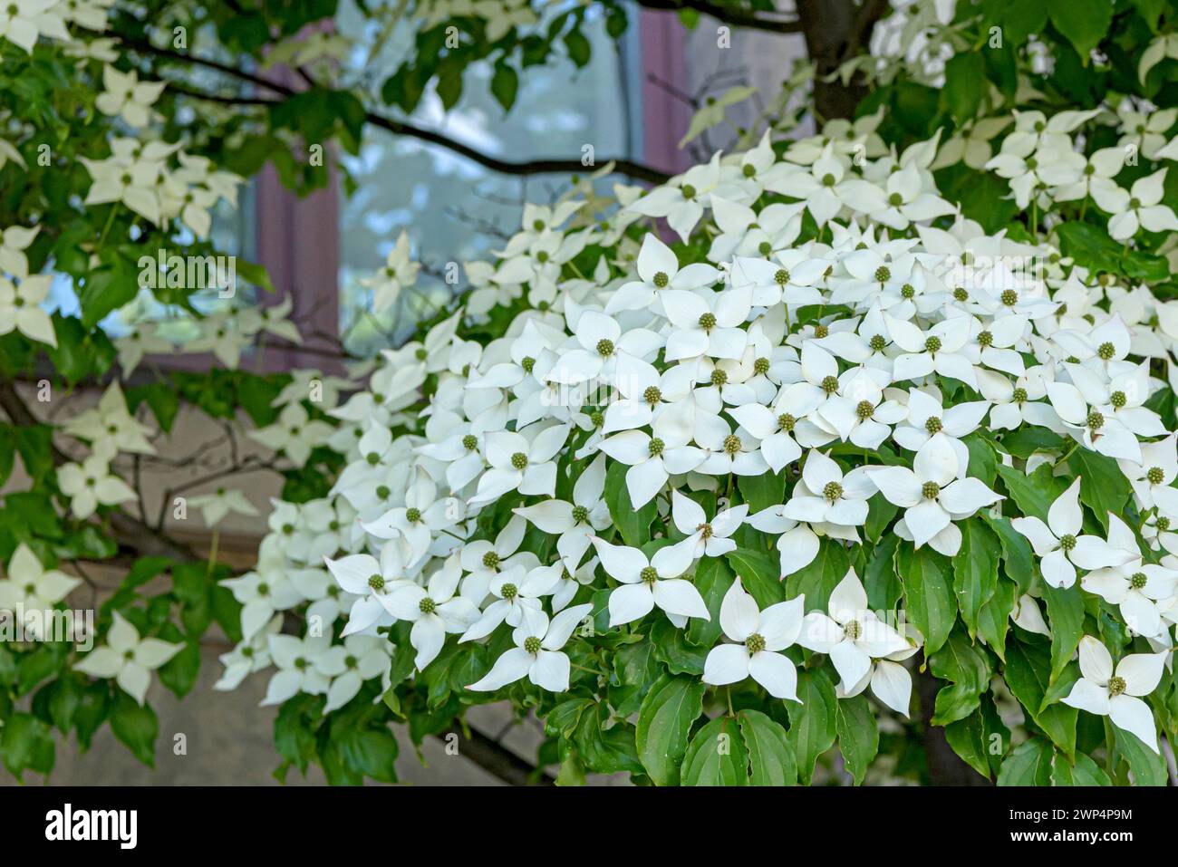 Chinese flowering dogwood (Cornus kousa 'China Girl'), Anchers ...