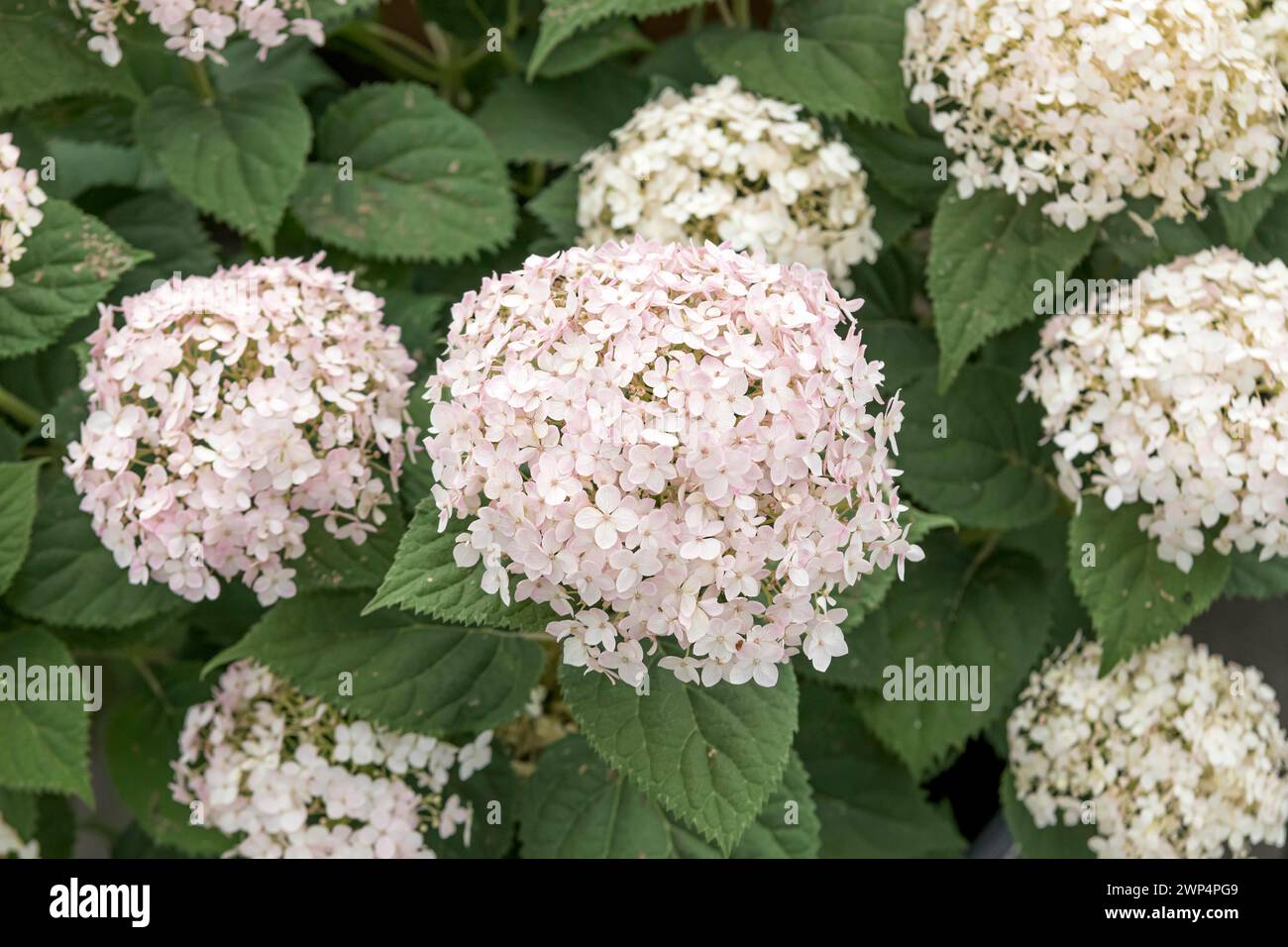 Hydrangea arborescens INVINCIBELLE WEE WHITE, Anchers Havecenter, Grand ...