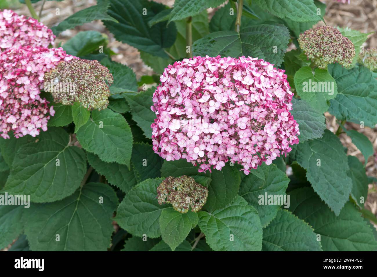 Hortensia incrediball hi-res stock photography and images - Alamy