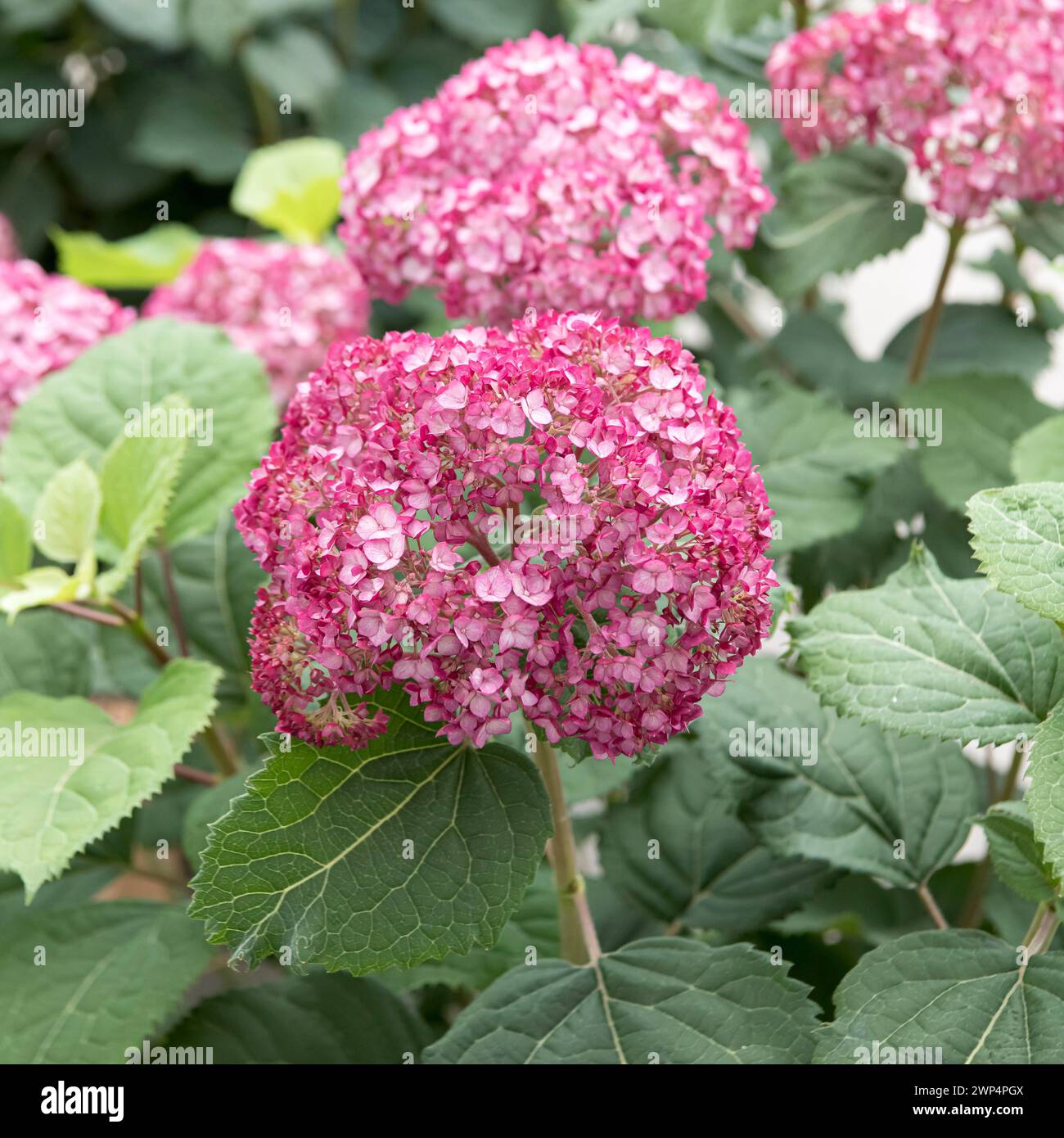 Hydrangea arborescens INVINCIBELLE MINI MAUVETTE, Anchers Havecenter ...