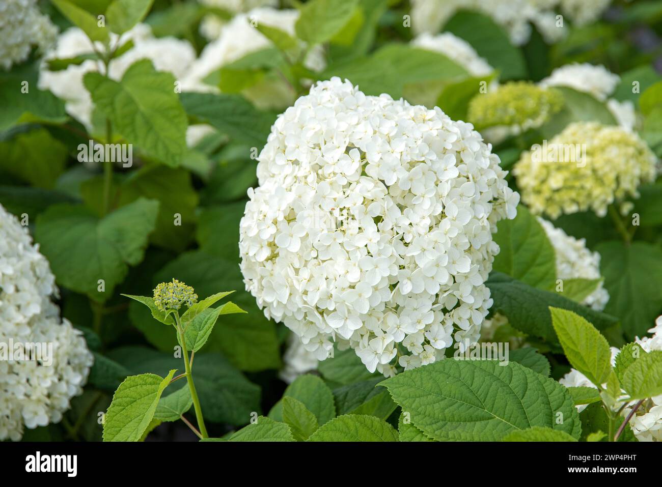 Snowball hydrangea (Hydrangea arborescens 'Annabelle'), Anchers ...