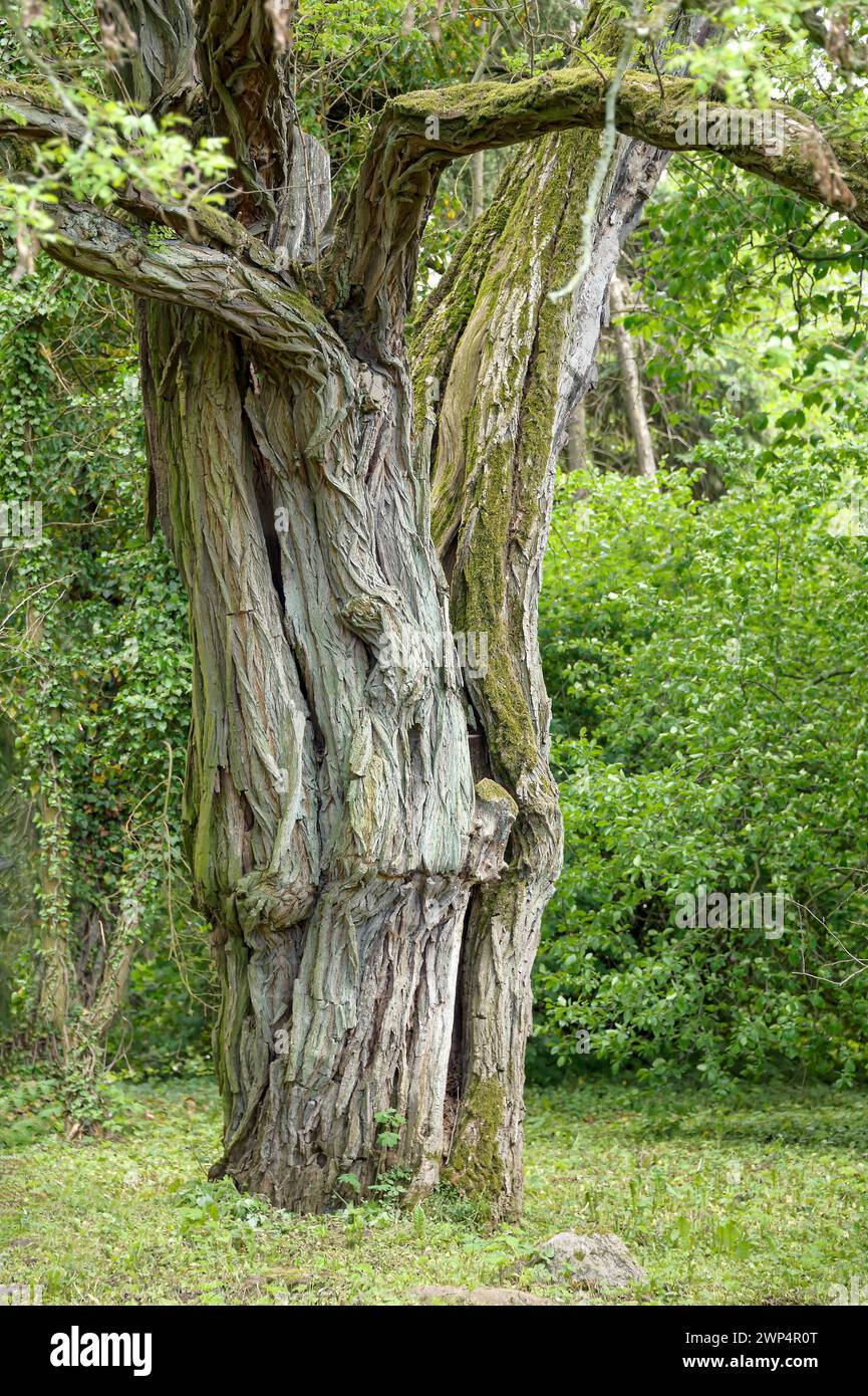 Robinia pseudoacacia tortuosa hi-res stock photography and images - Alamy