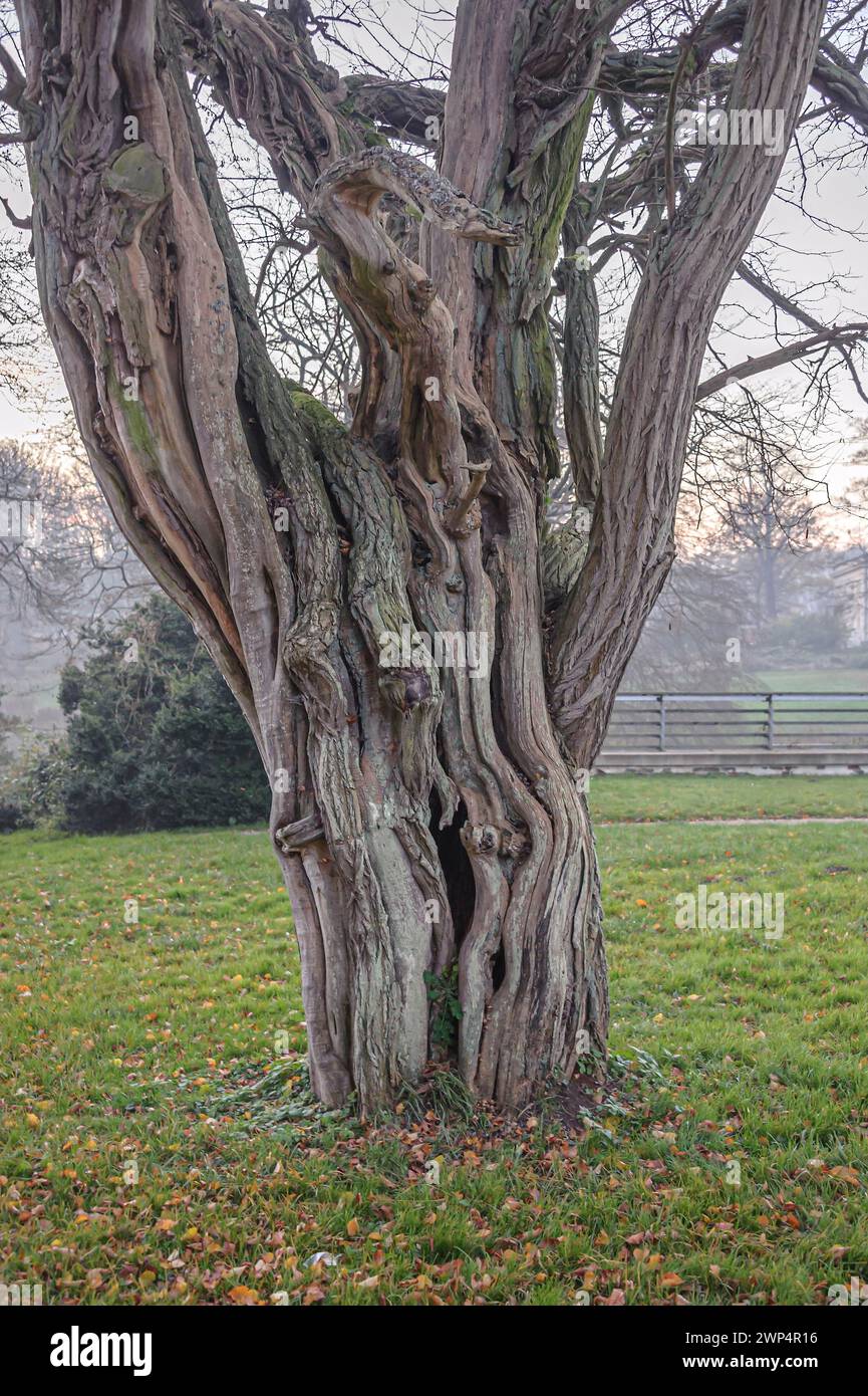 Common false acacia (Robinia pseudoacacia), palace gardens Putbus ...