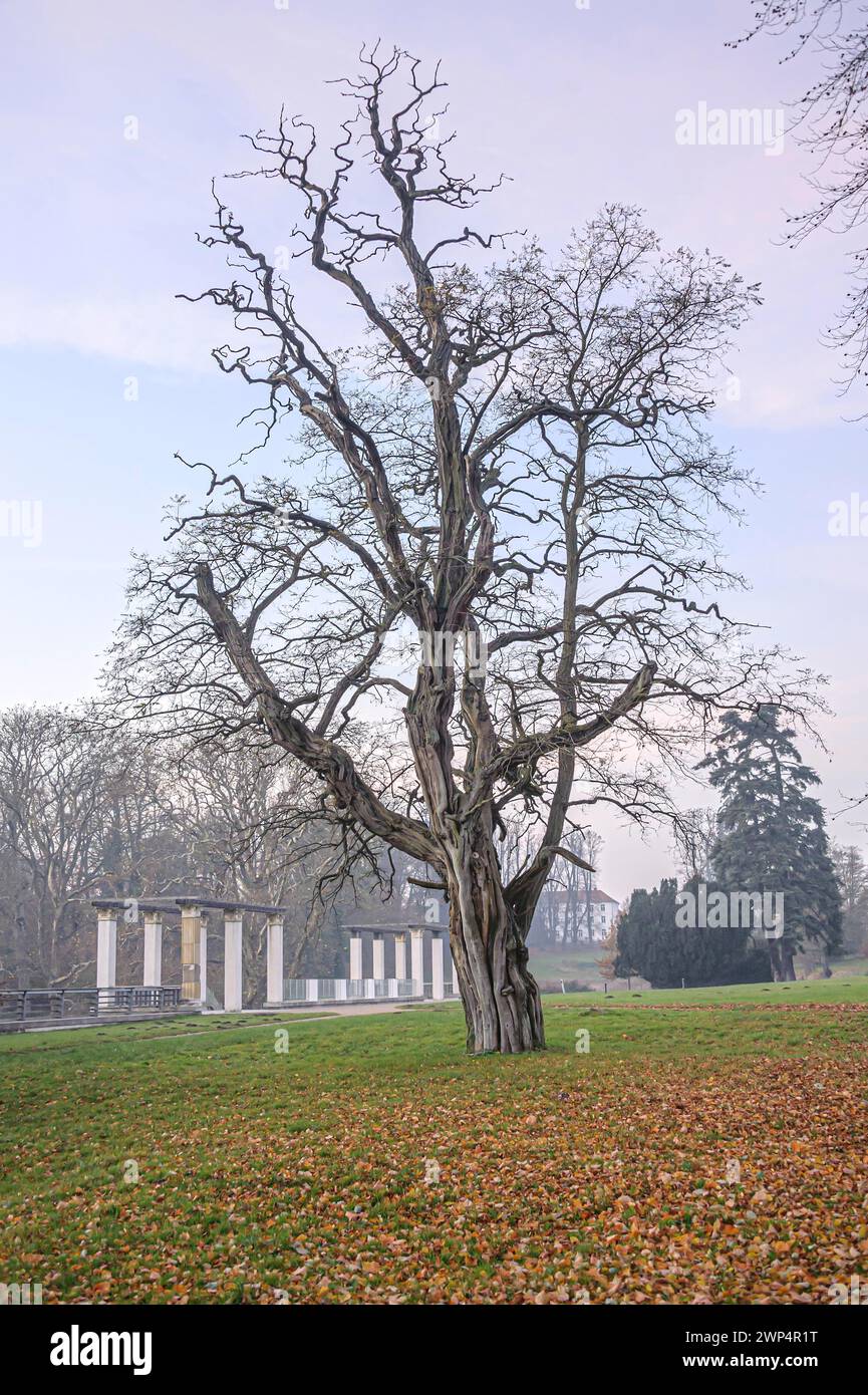 Common false acacia (Robinia pseudoacacia), palace gardens Putbus ...