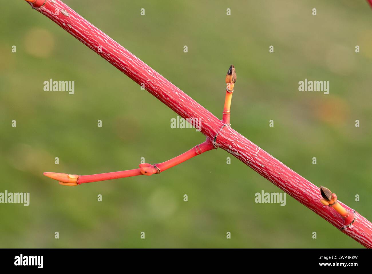 Snakeskin maple (Acer x conspicuum 'Phoenix'), Findlingspark Nochten ...
