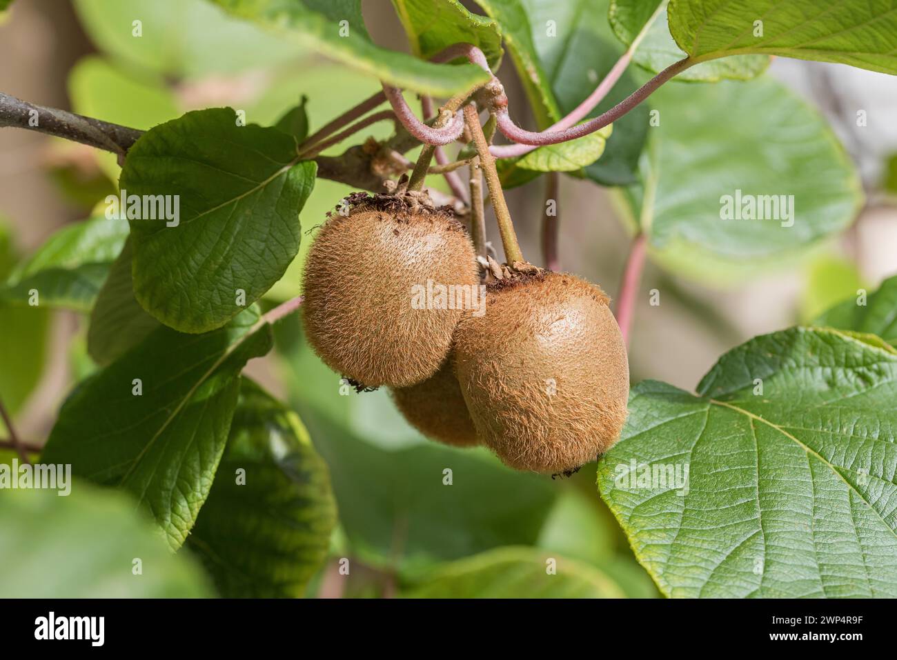Actinidia jenny hi-res stock photography and images - Alamy