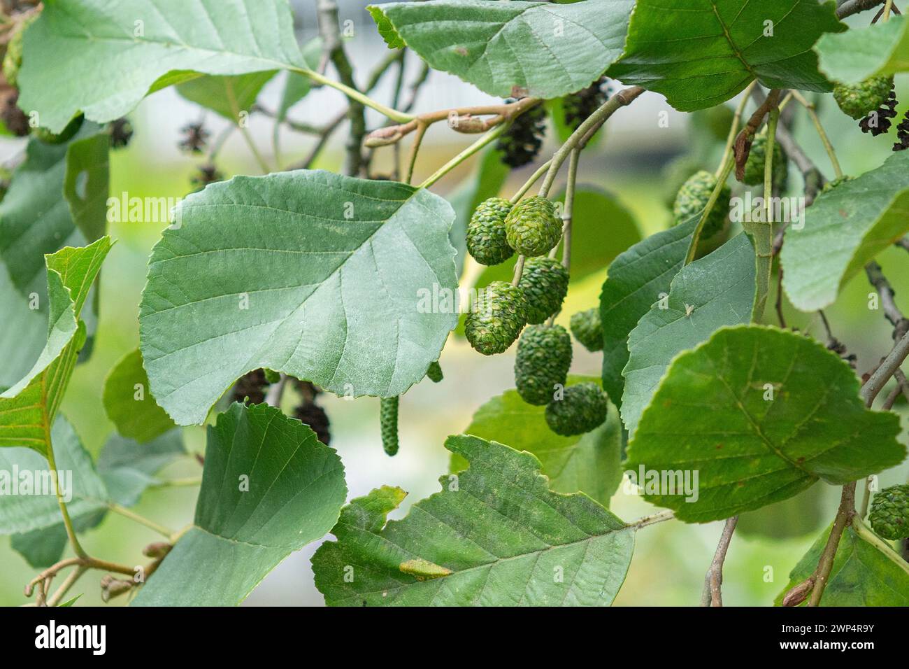 Black alder (Alnus glutinosa), Germany Stock Photo - Alamy