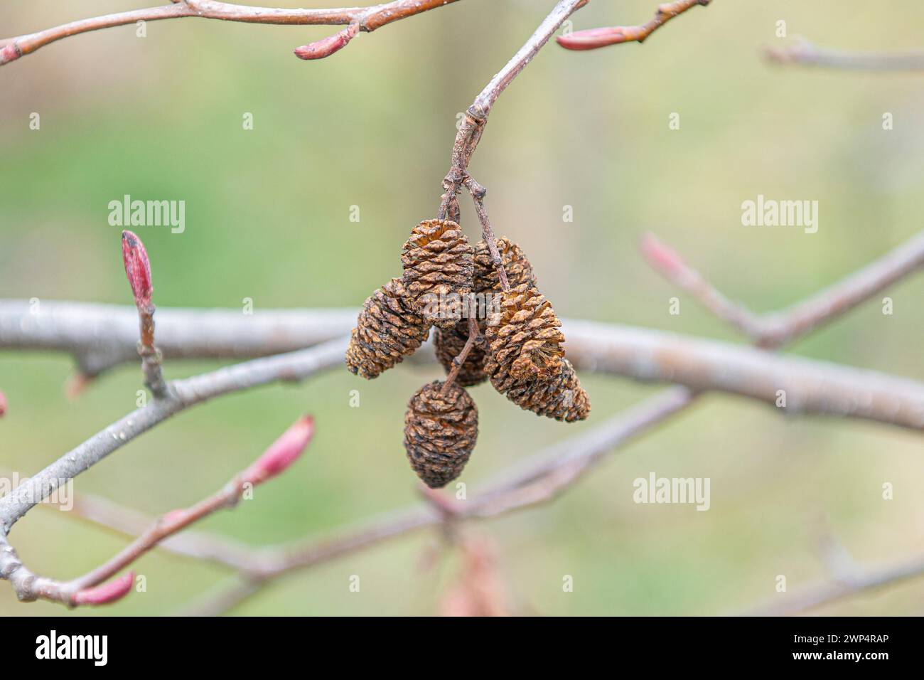 Red alder (Alnus rubra), Tharandt Forest Park, Germany Stock Photo - Alamy
