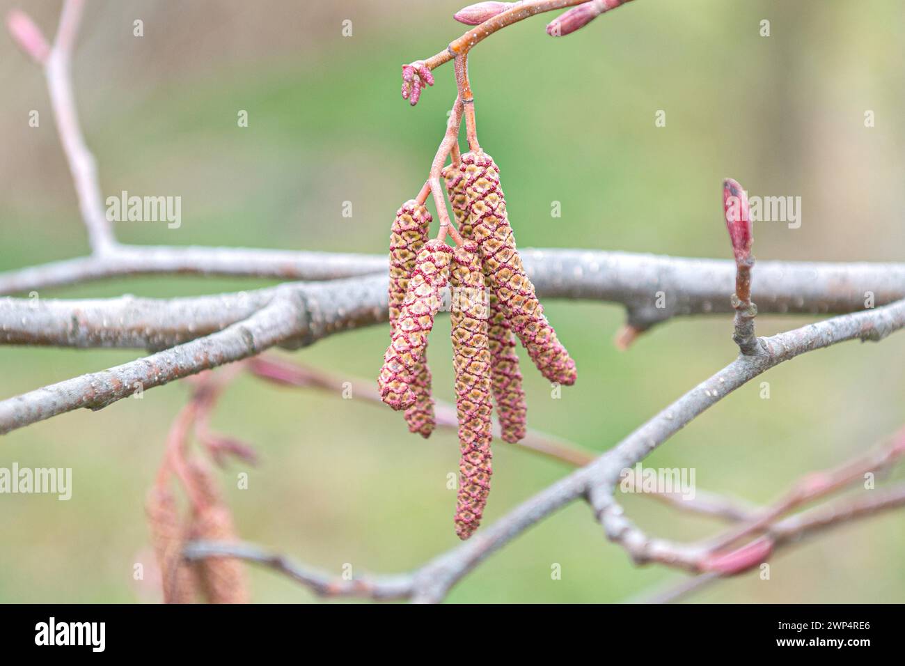 Alnus rubra tree hi-res stock photography and images - Alamy