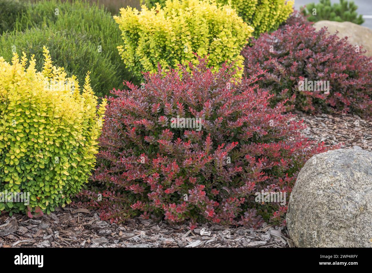Berberis thunbergii atropurpurea nana hi-res stock photography and ...