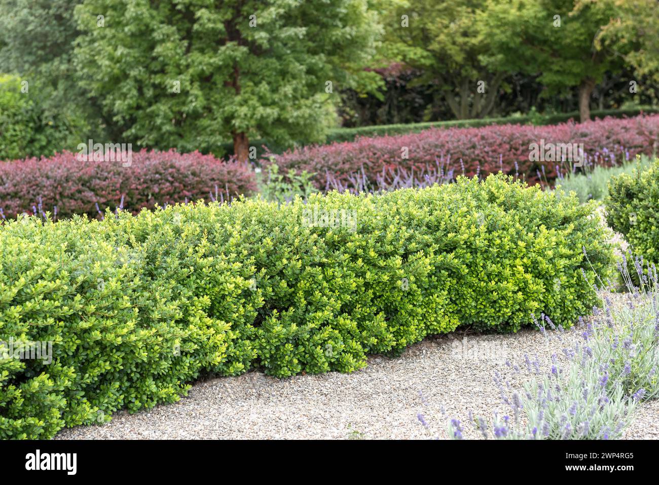 Dwarf barberry (Berberis thunbergii 'Kobold'), Pruhonice Dendrological ...