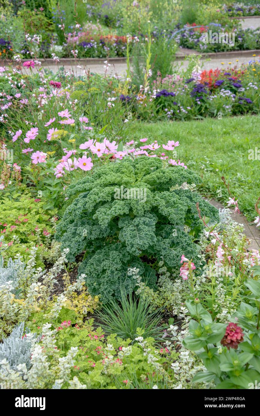 Brassica oleracea convar acephala var sabellica 'Reflex', Botanical ...