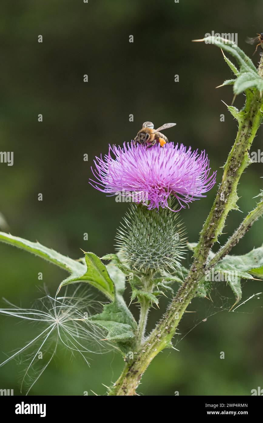 Bees on a flower, common thistle (Cirsium vulgare), treetop walk, Germany Stock Photo - Alamy
