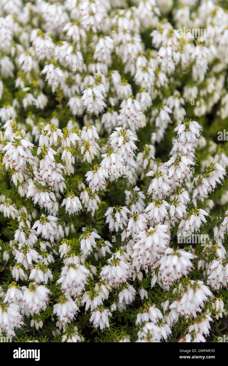 Snow heather (Erica carnea 'Snow Queen'), Findlingspark, Germany Stock ...