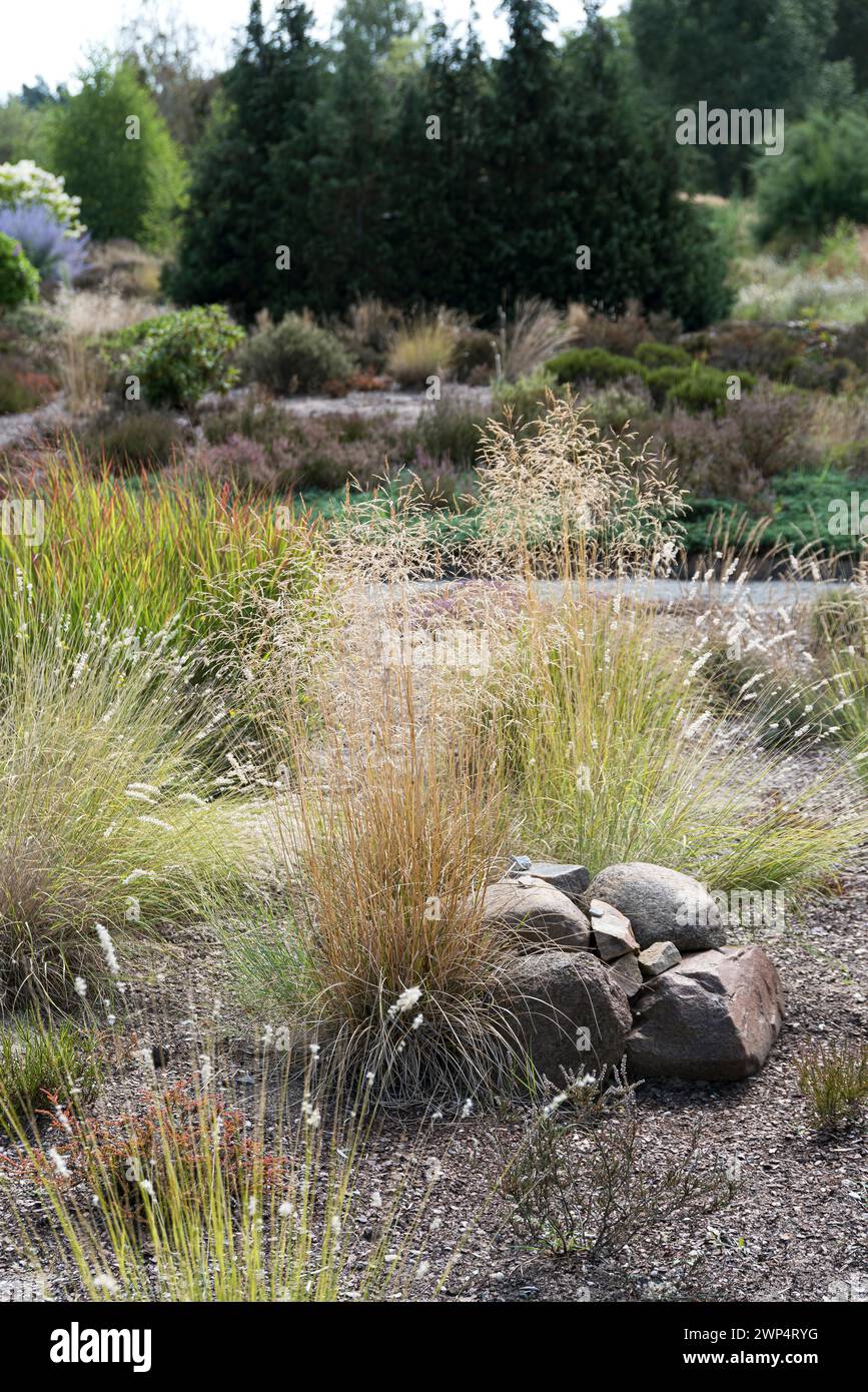 Tussock grass (Deschampsia cespitosa), Rotehorn Park, Germany Stock ...