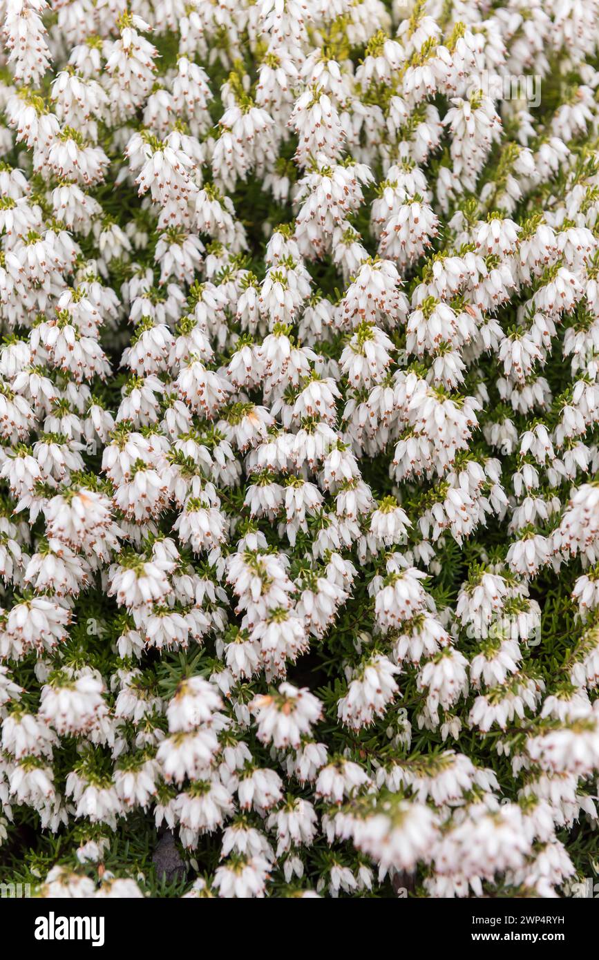 Snow heather (Erica carnea 'Snow Queen'), Findlingspark, Germany Stock ...