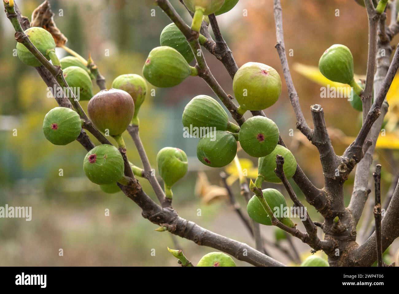 True fig (Ficus carica 'Brown Turkey'), New Botanical Garden, Czech ...
