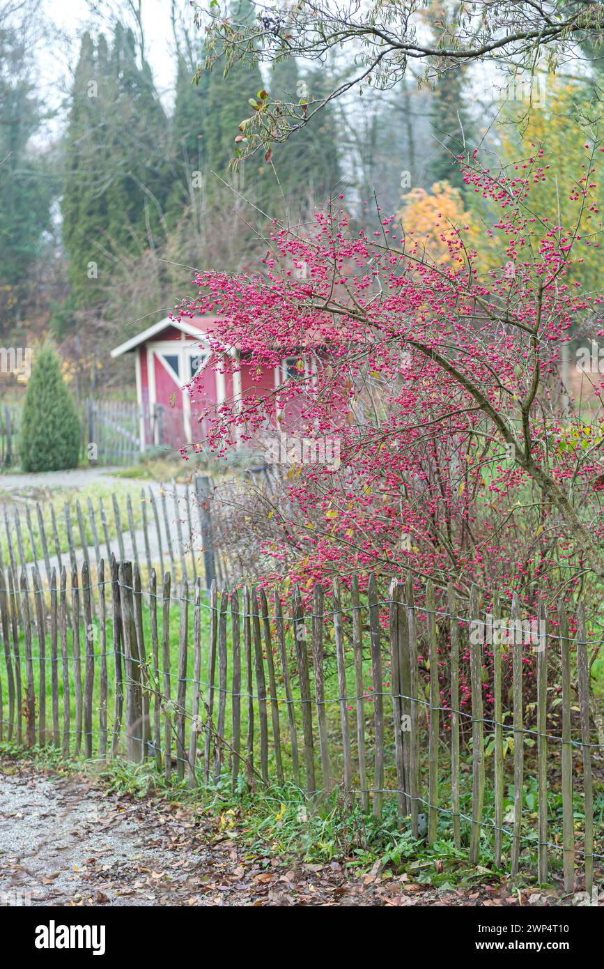 European spindle (Euonymus europaeus), Mainau Island, Germany Stock ...