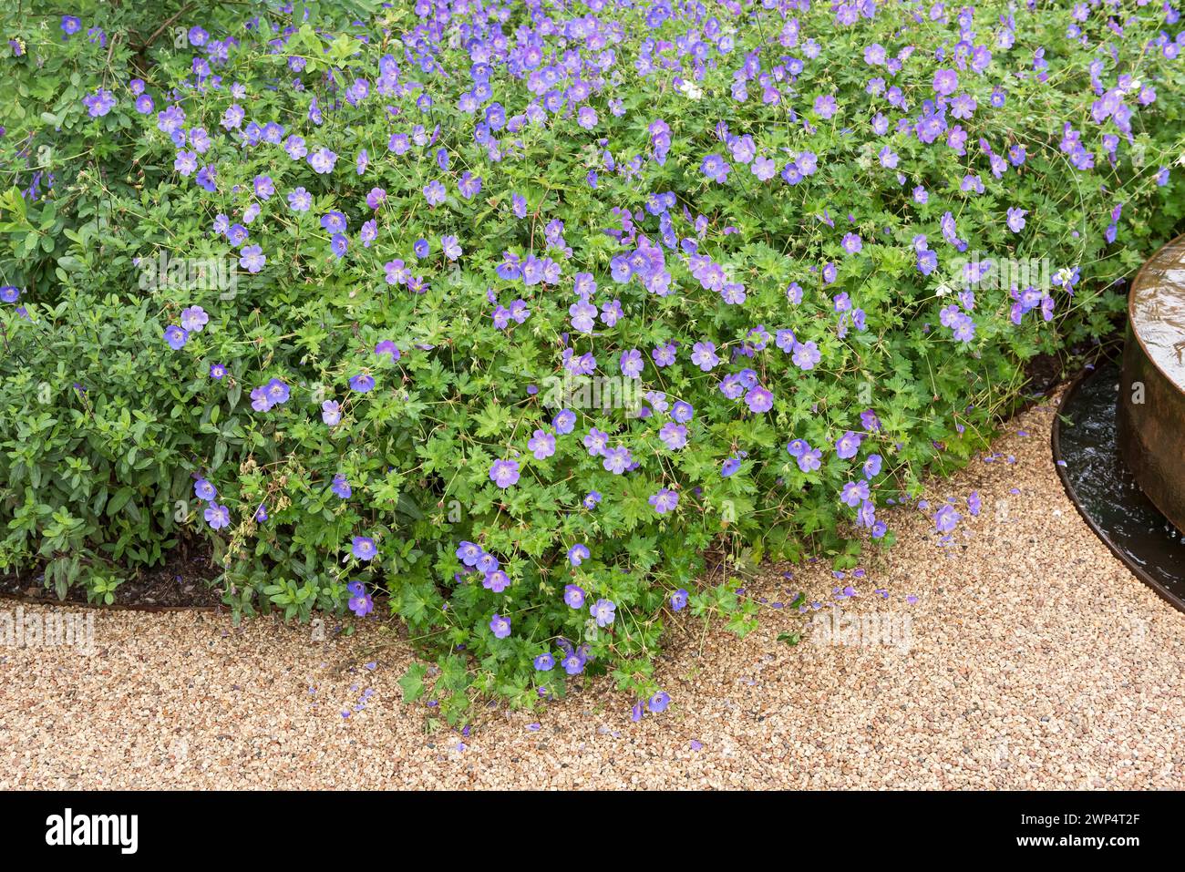 Common Strawbill Geranium ROZANNE Treetop Walk Germany Stock Photo common-strawbill-geranium-rozanne-treetop-walk-germany-stock-photo